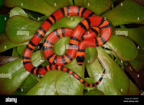 Anery Honduran Milk Snake