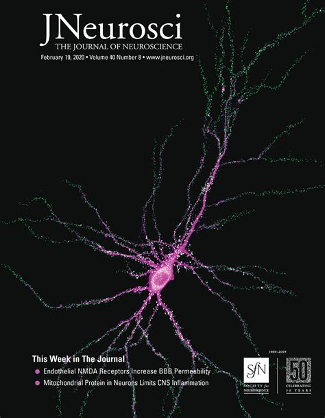 Visual Association Cortex Neuroscience Online
