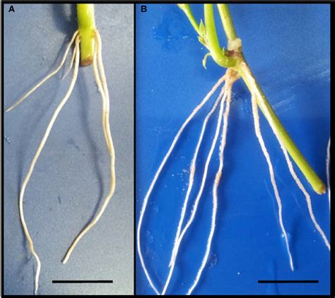 Diff Erences In Adventitious Root Ar Development Between The Two