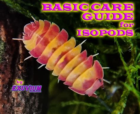 Basic Care Guide For Keeping And Breeding Isopods Beginners Exuvium