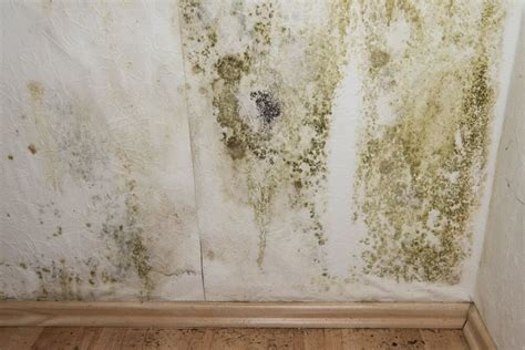 How To Tell If Mold Is In Your House Were Here To Help