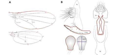 Illustrations Of Functional Trait Measurements Suggested For Download Scientific Diagram