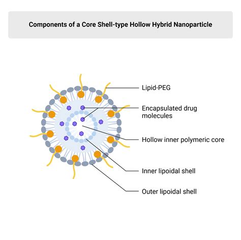 Components Of A Core Shell Type Hollow Hybrid Nanoparticle Biorender Science Templates