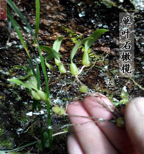 双叶岩珠图片 岩珠草图片 岩柏图片 大山谷图库