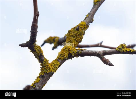 Orange Lichen Yellow Scale Maritime Sunburst Lichen Or Shore Lichen Xanthoria Parietina Is A