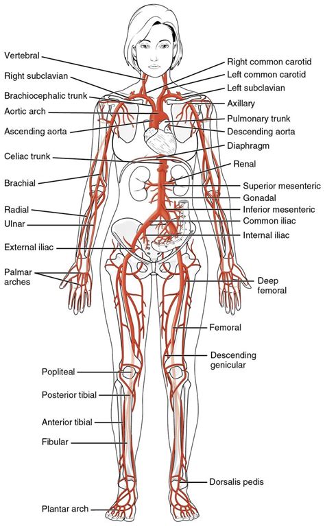 Major Veins And Arteries Major Veins And Arteries Anatomy And