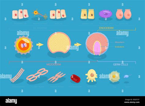 3d Isometric Flat Conceptual Illustration Of Endoderm Mesoderm And