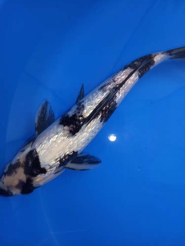 Gin Rin Shiro Utsuri Walker Koi