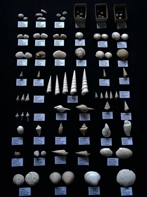 Collection Of Fossil Shells 85 Copies 1 7 Cm Catawiki