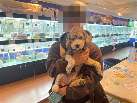 인천 2022 0099 푸들 동철 책임분양 폼스키크기 폼치크기 폼피츠크기 푸숑크기 노르웨이숲크기 데본렉스크기 뱅갈크기 샴크기 셀커크렉스크기 스핑크스크기 아메리칸숏헤어크기