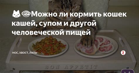 😾🍲Можно ли кормить кошек кашей супом и другой человеческой пищей Нос хвост лапы Дзен