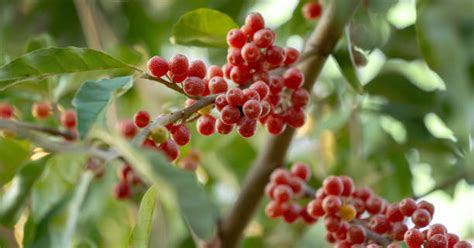 110+ Japanese Silver Berry Stock Photos, Pictures & Royalty-Free Images ...