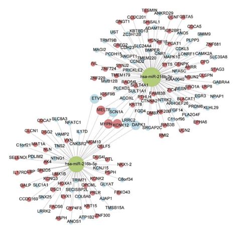 Targeting Network Of Luad Mirnas In Relation To Mrnas Mirnas In