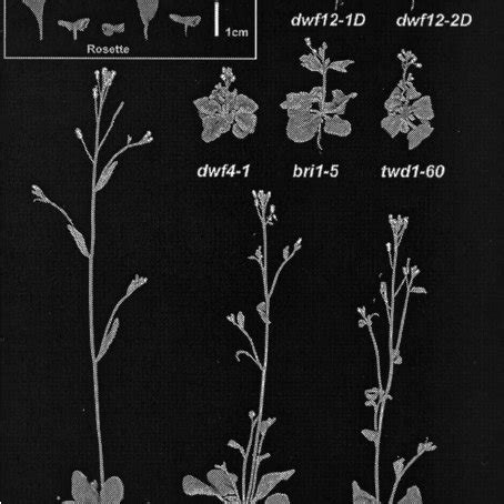 Phenotypic Comparison Of The BR Biosynthetic Mutant Dwf4 1 And The