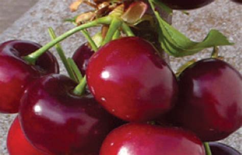Nimba Sms 290 Cherry Fruit Tree Variety Anfic