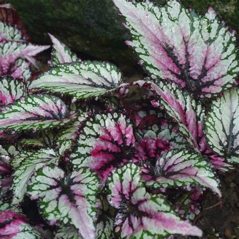 Growing Painted Leaf Begonia Rex Begonia