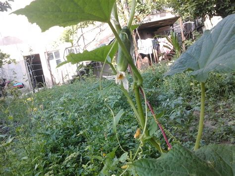 ელენე უბრალოს გვერდი დედაჩემის მოყვანილი კიტრია ჩემს შვილს საგულდაგულოდ გადაუღია Facebook