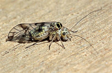 Psocid Metylophorus Novaescotiae Bugguidenet