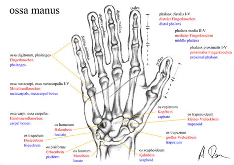Ossa Manus By Al281442 On Deviantart