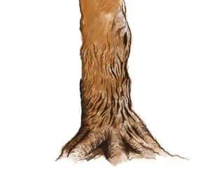 Tree Drawing An Easy Tutorial For Beginner Artists