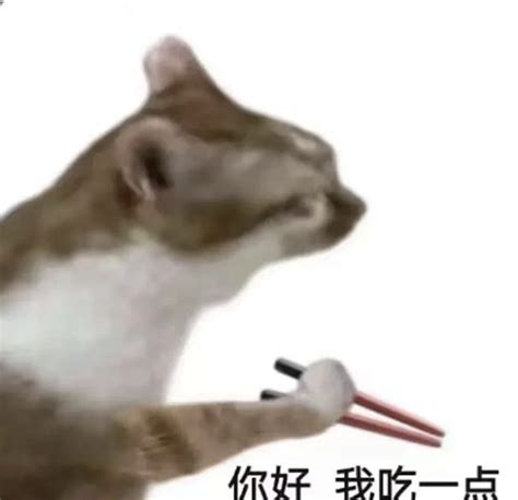 你好我吃一点猫咪表情包 小红书 花瓣网