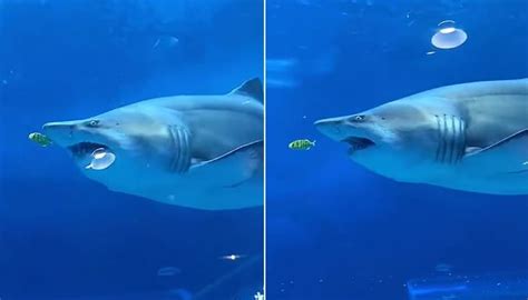 눈앞에 작은 물고기 보이자 입 크게 벌린 채로 그 뒤 쫓아다니는 상어의 생각지 못한 반전 결말