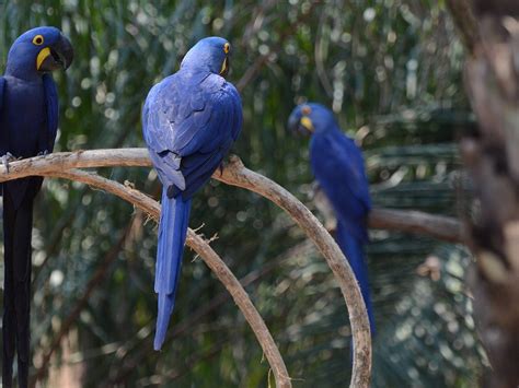 Pantanal Nature 2025 All You Need To Know Before You Go With Reviews