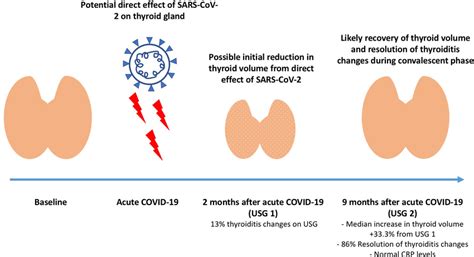 Proposed Direct Viral Effect Of Sars Cov 2 Virus On The Thyroid Gland Download Scientific