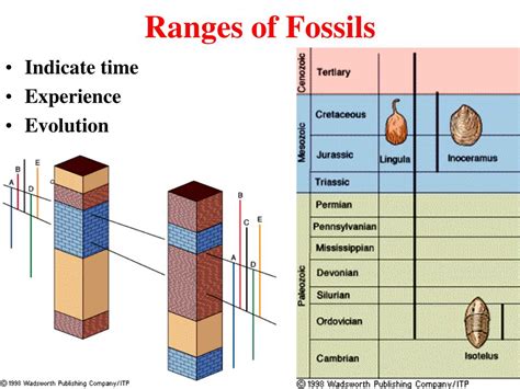 Fossil Lineage Definition At John Ogburn Blog