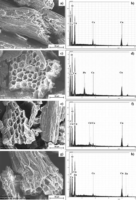 Micrographs And Semeds Of Ab Ab Cd Ab−pb Ef Ab−cd And