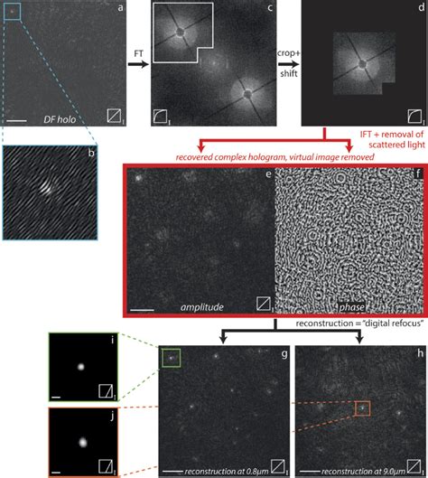 Localization Of Gold Nanoparticles In 3d Using Dark Field Off Axis Download Scientific Diagram