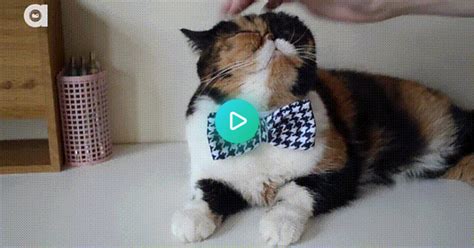 What A Fancy Cat  On Imgur