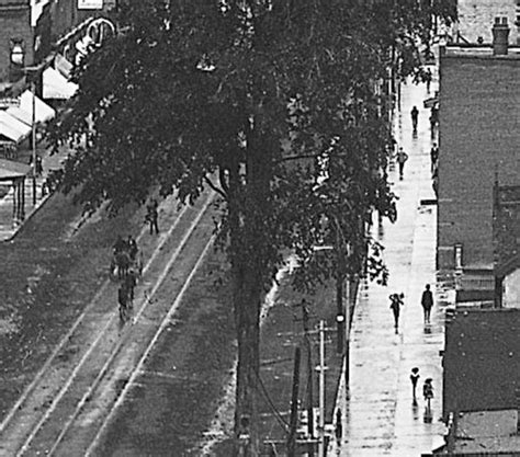 Tree Growing In The Middle Of College Street 1897 HVRA