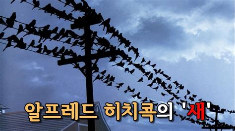 새들이 장악해버린 공포의 마을 Youtube