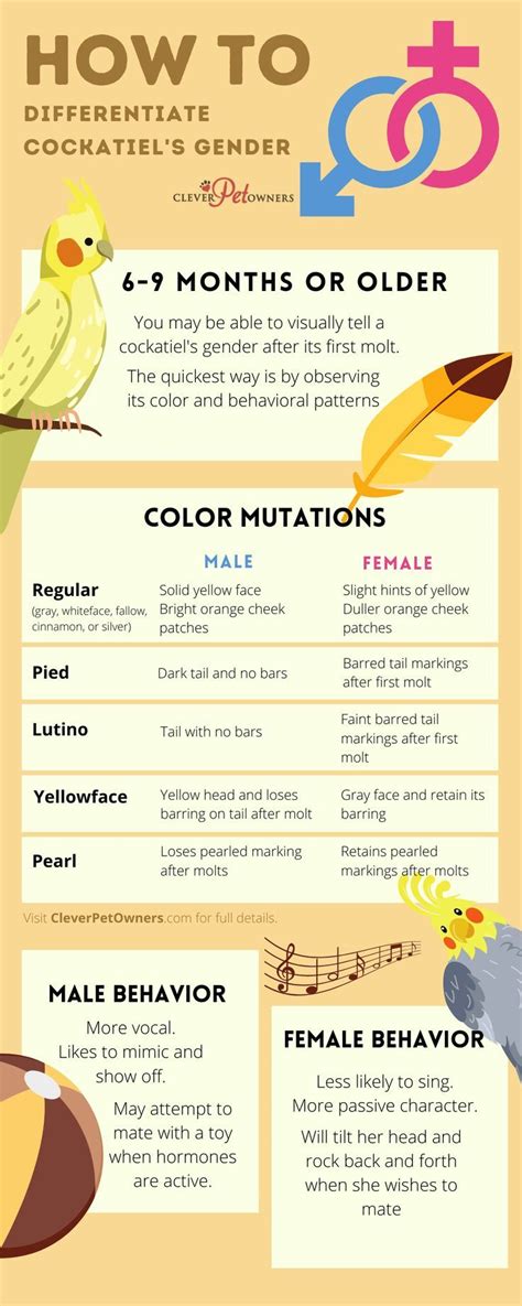 How To Tell The Gender Of A Cockatiel Difference Between Male And