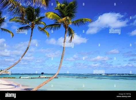 Palm Tress On White Sandy Beach Caribbean Sea Coast Dominican