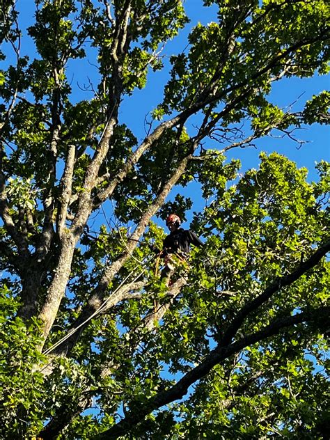 Tree Pruning Specialists Tree Pro Ltd