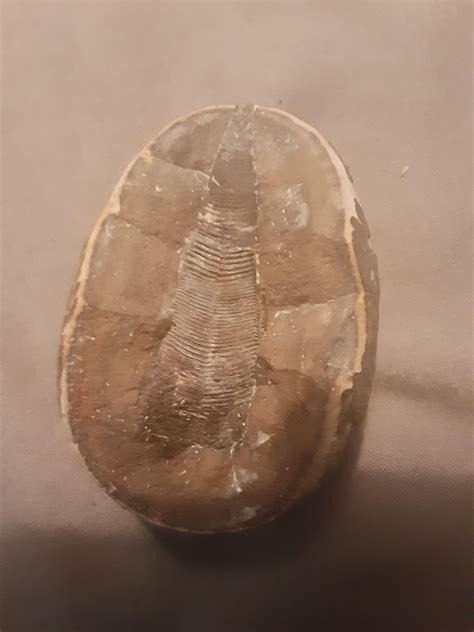 Is This A Fossilized Shell Rfossils