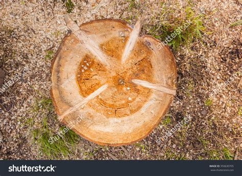 Tree Cross Section Stock Photo 350630705 Shutterstock