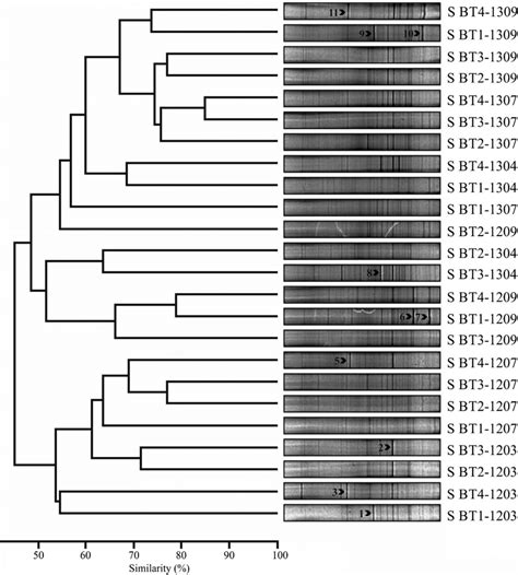 Upgma Dendrogram Constructed On The Basis Of Dgge Patterns Of The Download Scientific Diagram