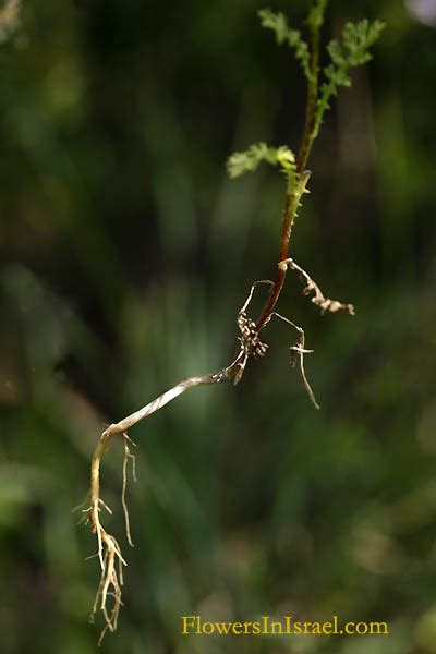 Flowers In Israel Common Chamomile
