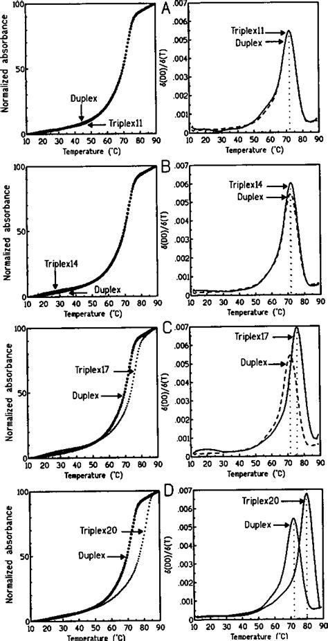 Figure 4 From The High Stability Of The Triple Helices Formed Between