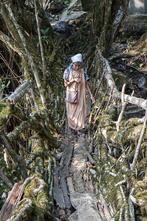 1000 Images About Nature Trees Tree Roots And Living Bridges Made From Roots On Pinterest