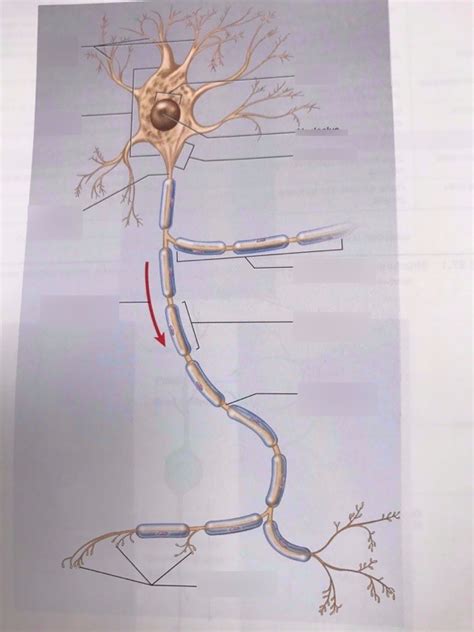 Multipolar Motor Neuron Diagram Diagram Quizlet