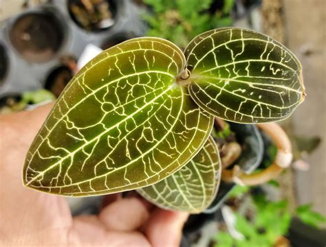 Lightning Jewel Orchid Buy At Hamish Payne Blog
