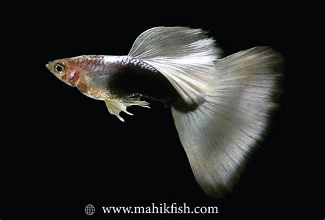 گوپی وایت توکسیدو ماهیک