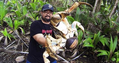 Coconut Crab The Massive Crustacean Of The Indo Pacific