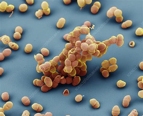 Staphylococcus Epidermidis Bacteria Sem Stock Image C006 6668 Science Photo Library