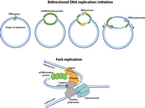 Various Model Of Replication Theta Rolling Circle And Linear Dna Replication Biology Notes