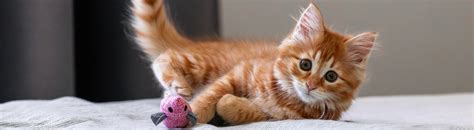 Accueillir Un Chaton 10 étapes à Son Arrivée Sheba® Fr